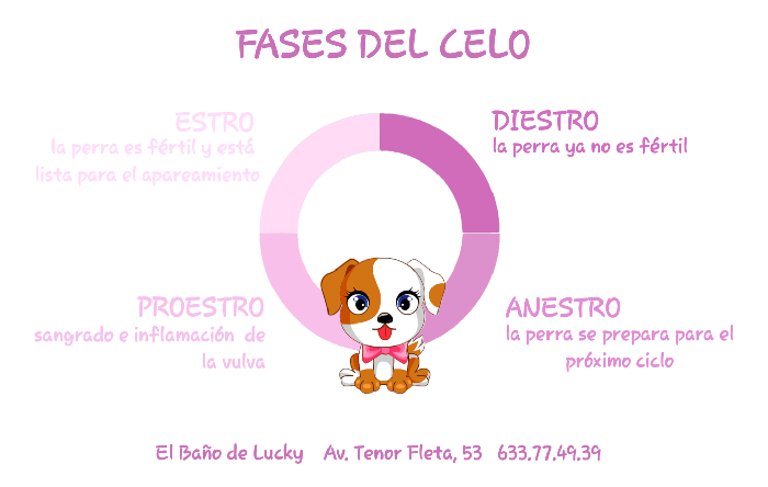 FASES DEL CELO :: El-bano-de-lucky